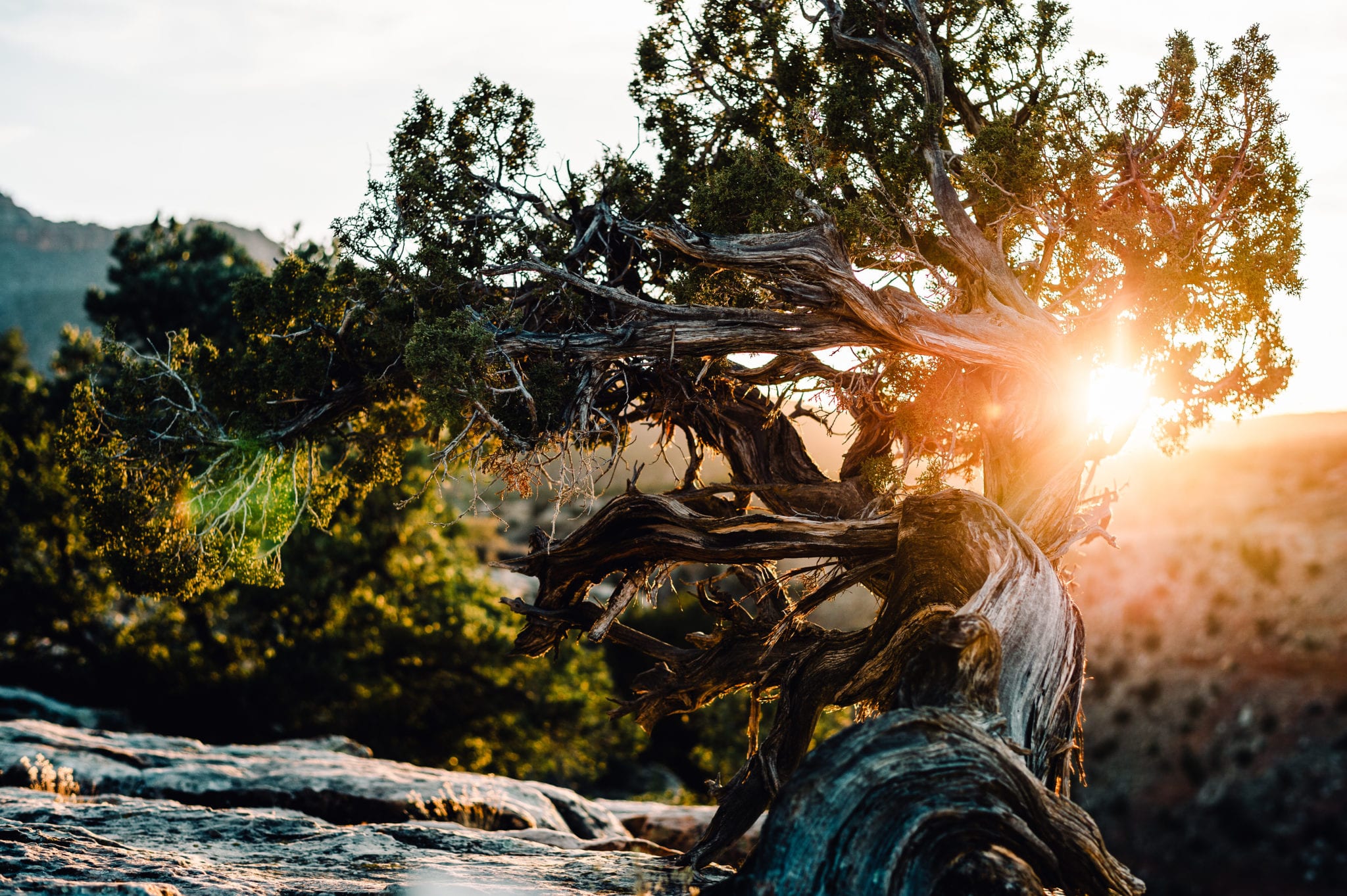 Juniper Capital | Institutional Real Estate Investor